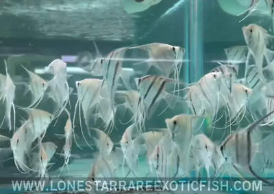 Peruvian Altum Angelfish / Pterophyllum scalare ’Rio Nanay’ - Live ...