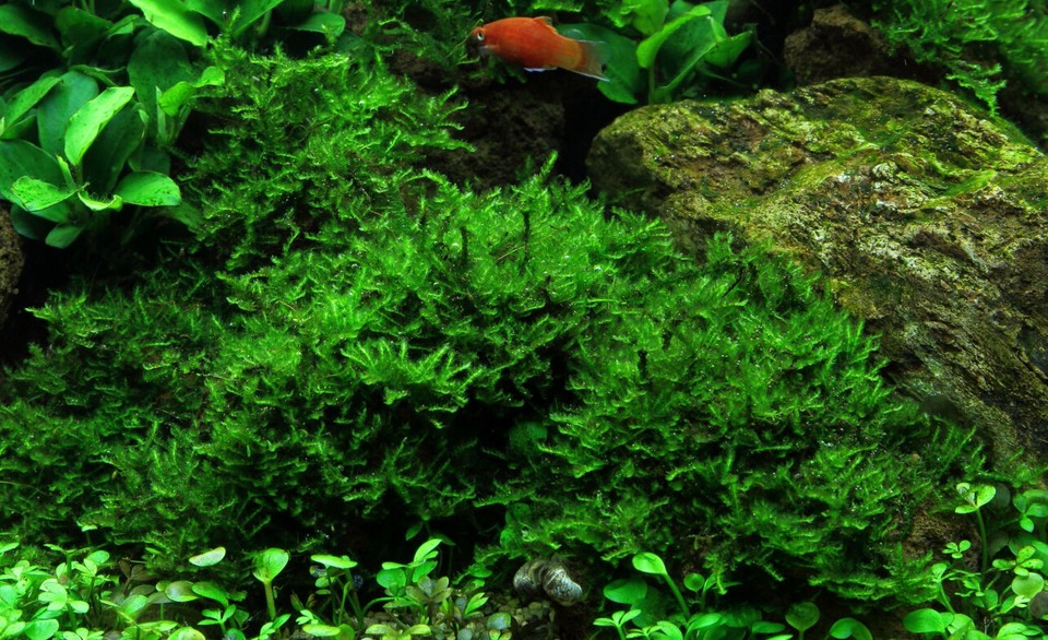 Java Moss Live Aquarium Aquatic Plants Carpet Shrimp Fry Tropical Fish ...