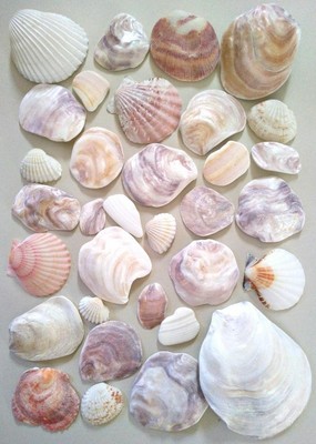 Shells Shiny Shells Mother-of-pearl Shells Natural Sea Shells From ...