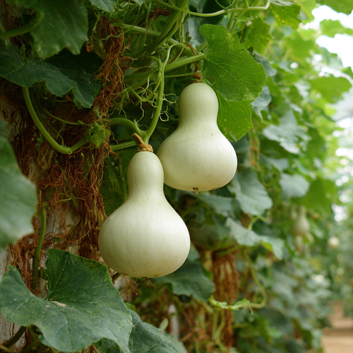 Bottle Gourd Seeds – Unique Bottle-Shaped Gourds for Crafting & Garden ...