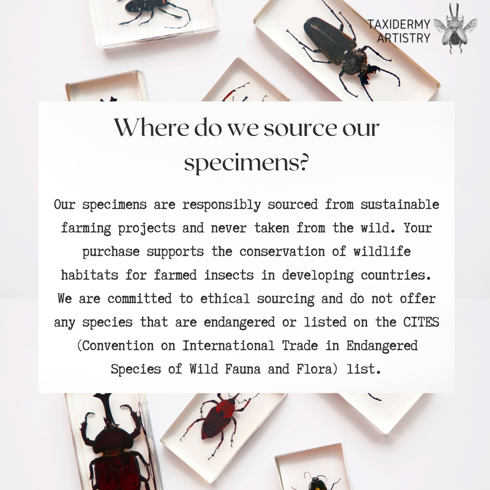 Orange Lantern Fly (Penthicodes pulchella) Bug Insect Specimen ...