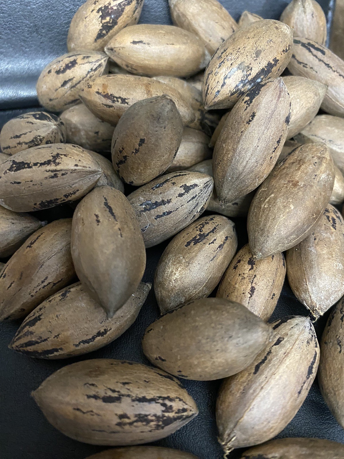 2025 Hand Picked Louisiana Native Pecans 5 Pounds In Shell. | eBay