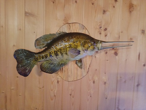 Trophy Crappie Speckled Perch Gar Fish Prehistoric Real Skin Mount ...