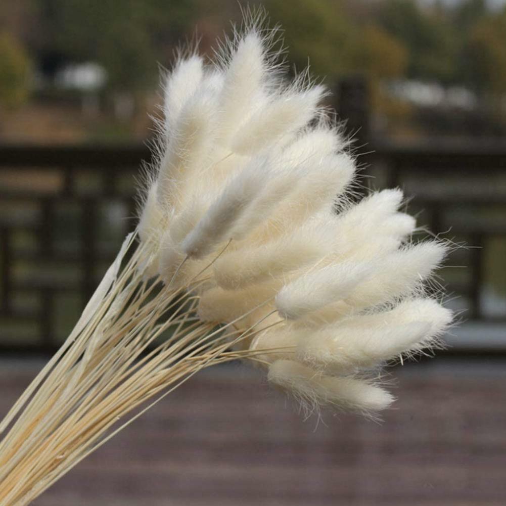 30Pcs Grass Bunny Tails Dried Flowers Lagurus Ovatus Rabbit Stems Tail X1E4 | eBay