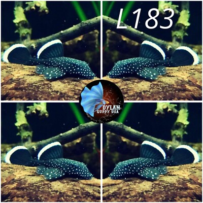 1 L183 Starlight Bristlenose Pleco (Size 2.5+ Cm) High Quality Pleco ...