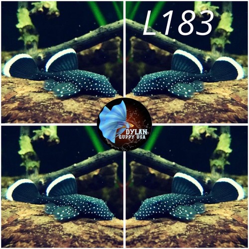 2 L183 Starlight Bristlenose Pleco (Size 2.5+ Cm) High Quality Pleco ...