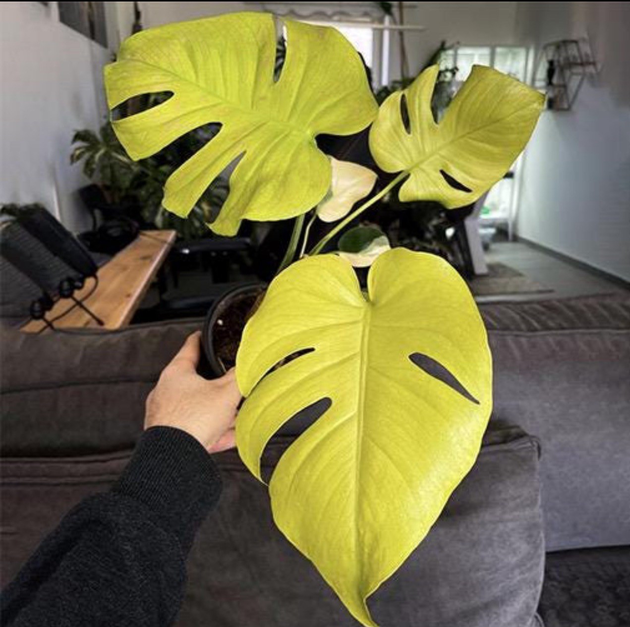 Monstera ‘Lemon Lime’ – Tissue Culture - Sellers Choice | eBay