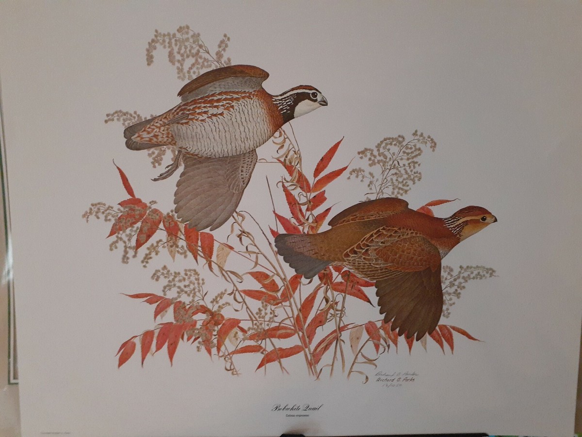 Bobwhite Quail Flying Drawing Northern Bobwhite (Colinus Virginianus)