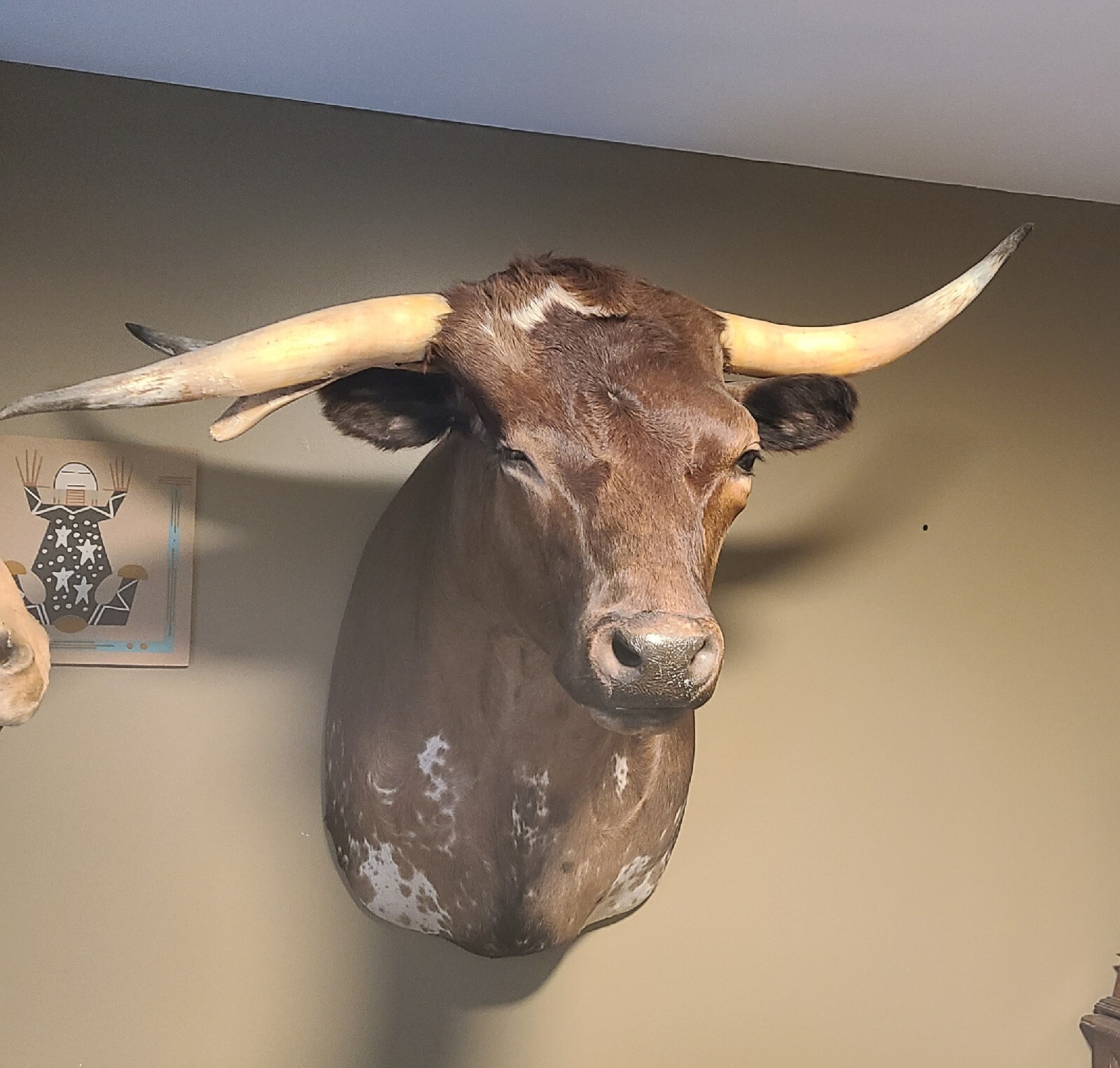 3 Horned Freak longhorn bull head mount Oddity | eBay