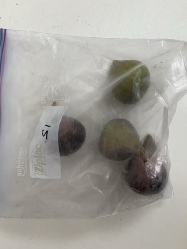 Lot Of 4 fake Faux Onions Or Shallots | eBay