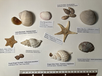 Alaska Sea Shell collection. Lot 15. 14 unique sea creatures from S.E ...