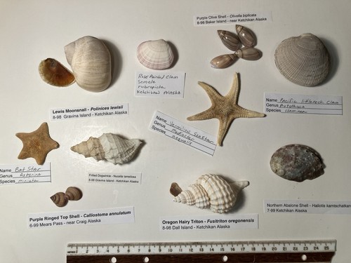 Alaska Sea Shell collection. Lot 15. 14 unique sea creatures from S.E ...