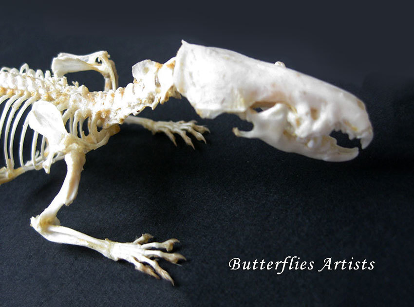 Gothic Decor Asian House Shrew Suncus Murinus Real Skeleton Taxidermy ...