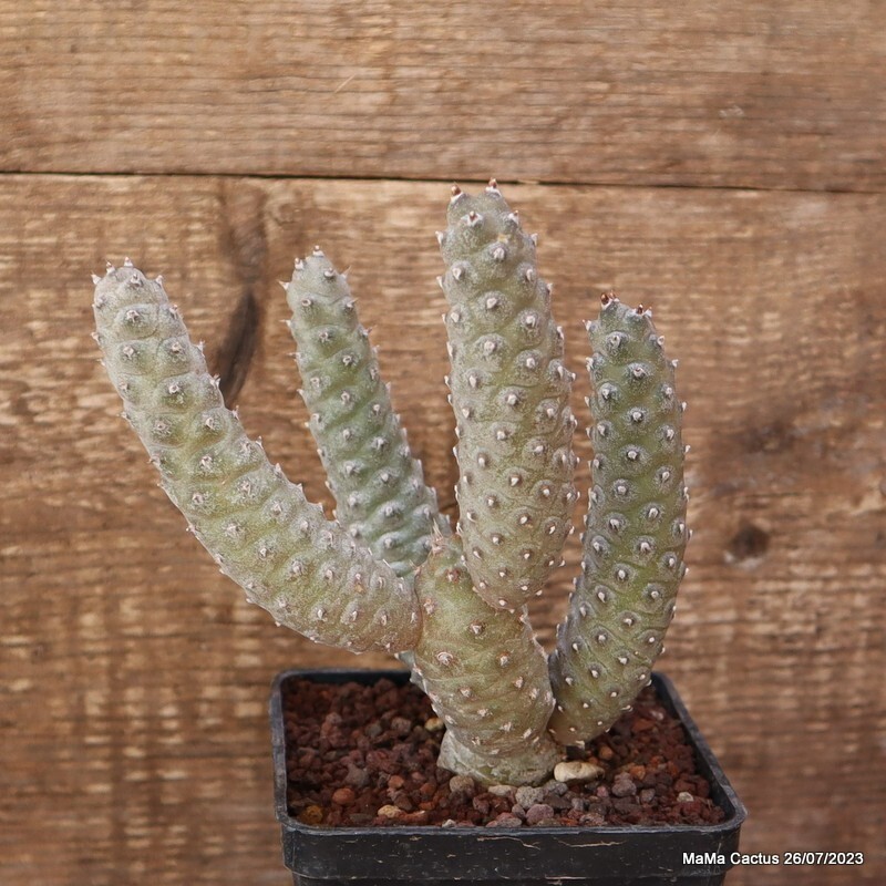 A6705 TEPHROCACTUS ARTICULATUS INERMIS pot10-H18-W13 cm MaMa Cactus | eBay