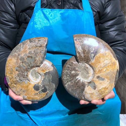 1730g+1430g Natural ammonite fossil conch cluster crystal specimens ...