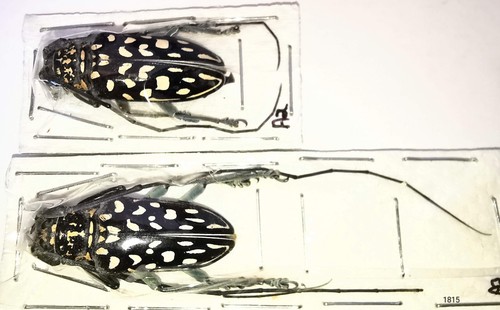 Cerambycidae Stellognatha maculata Pair 25-30mm A2 from MADAGASCAR - A2 ...