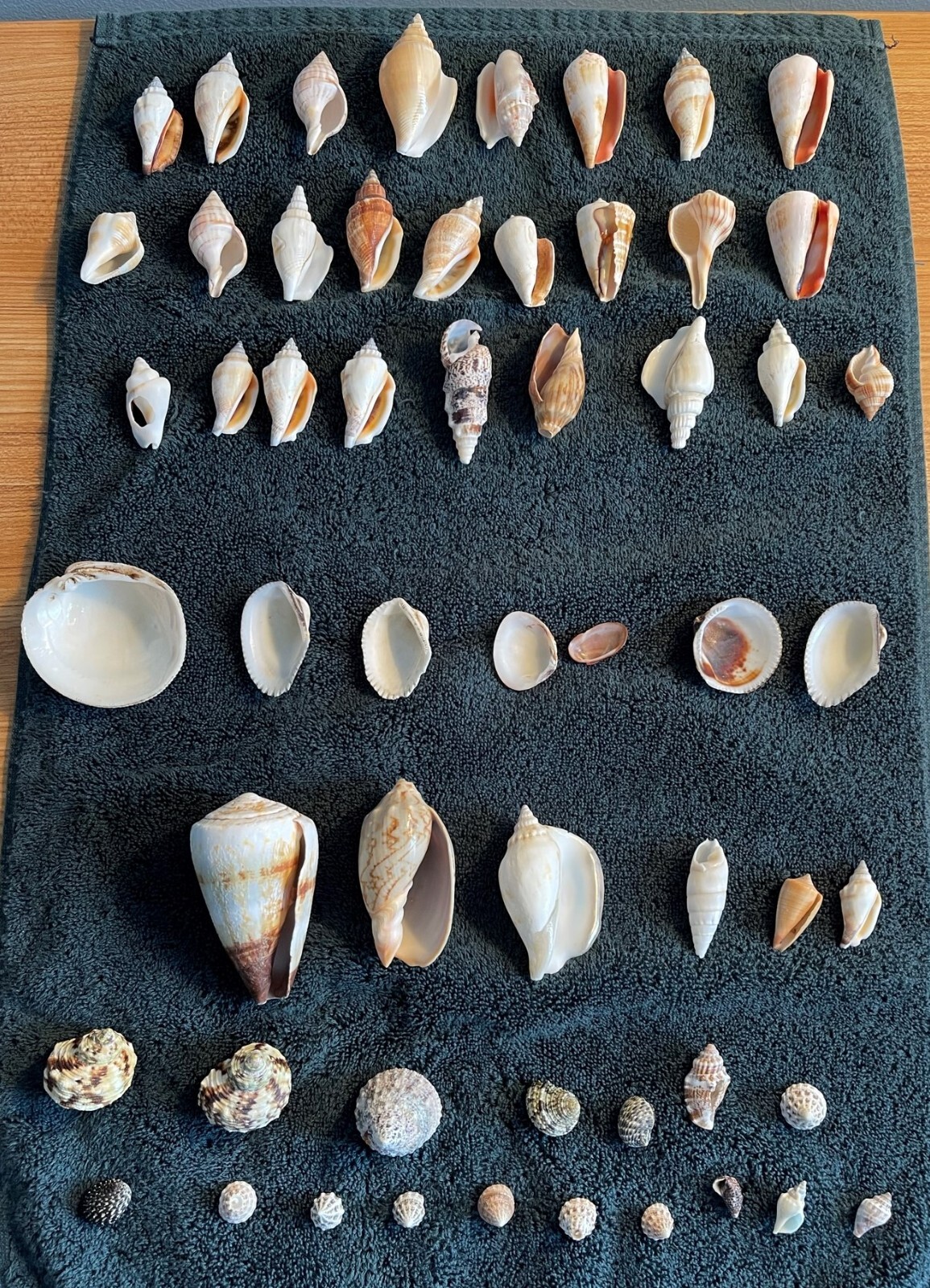 VARIOUS SEASHELLS 56 TOTAL DIFFERENT SIZES WEIGHT OF SHELLS ONLY 1 ...