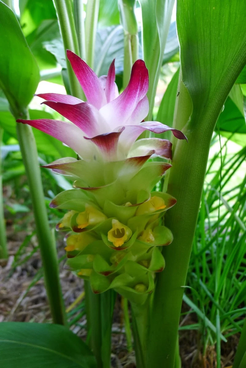 Curcuma Longa Flower