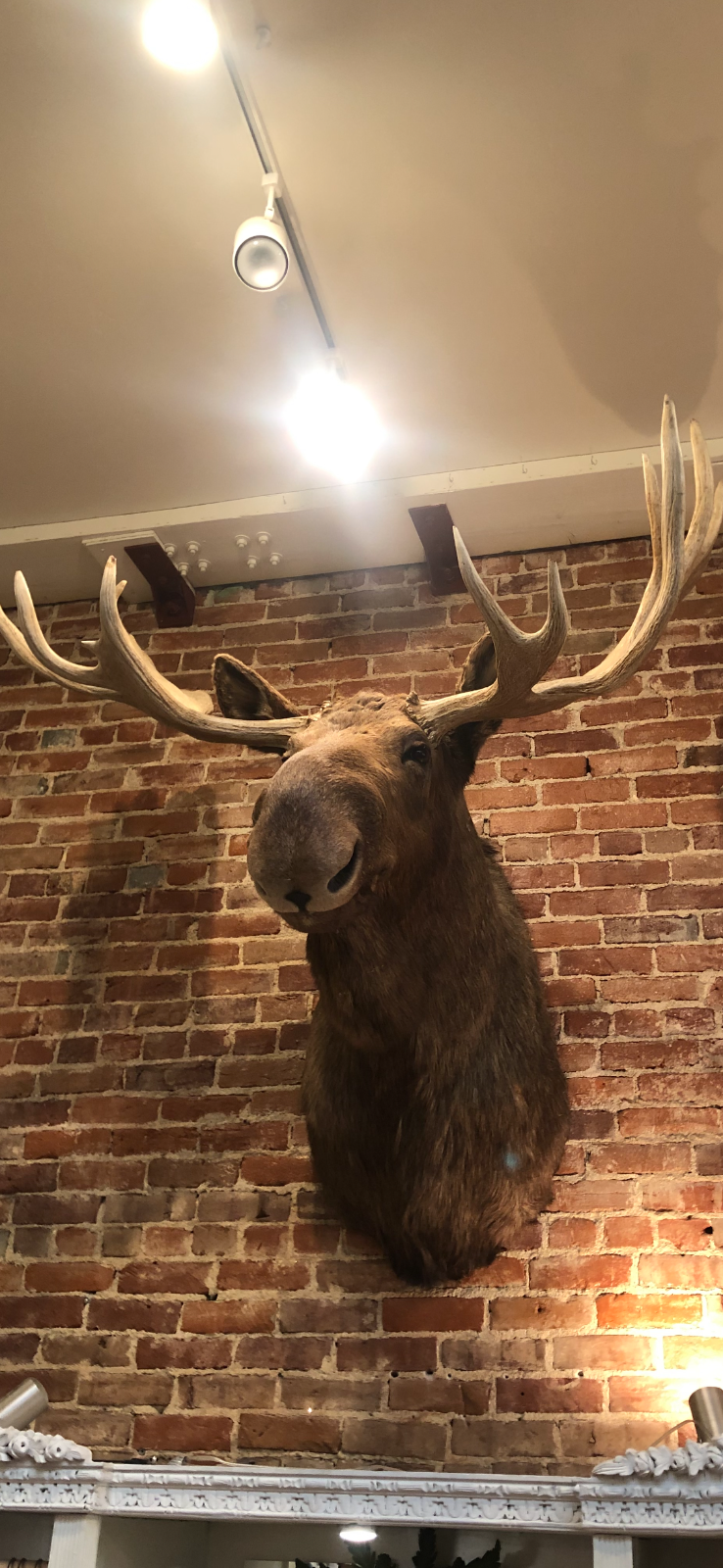 Moose Head Mount Taxidermy | eBay