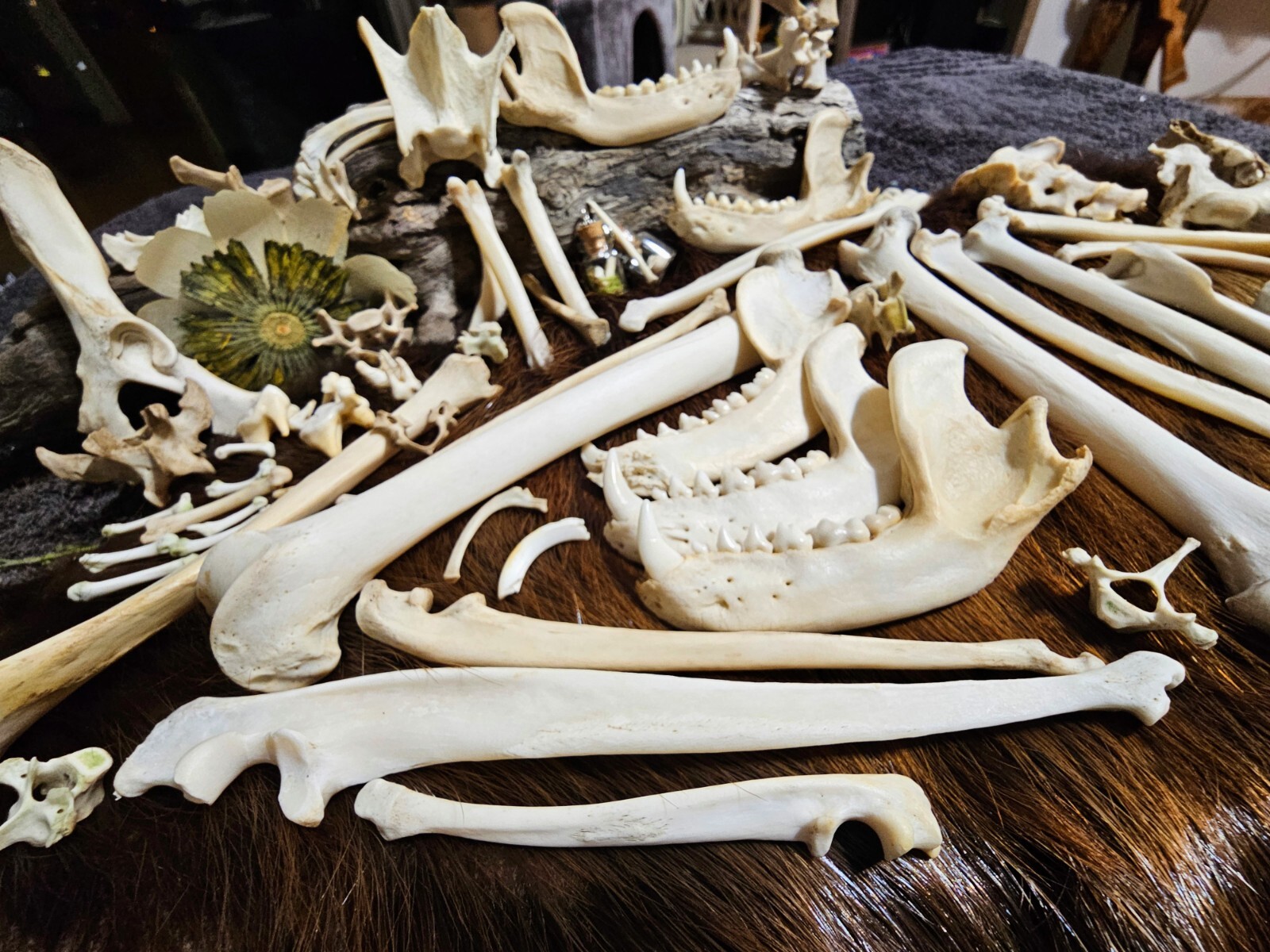 Natural Curiosity Surprise Lot 8 Items: Animal Bones, Teeth, Shell ...