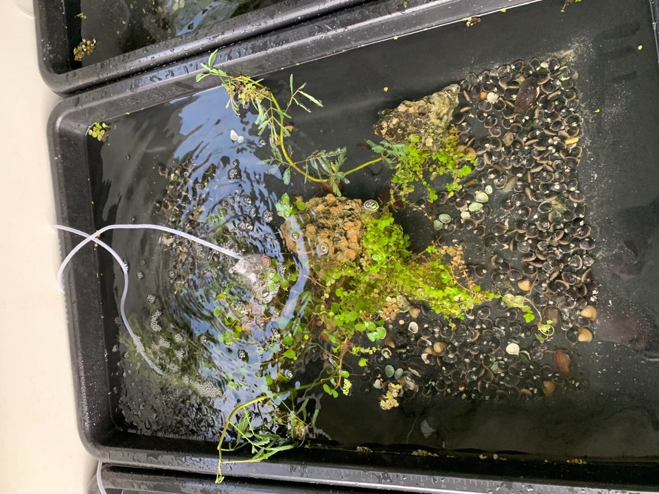 Live Freshwater Clams and Mussels bio filter Aquariums Ponds cleaner ...