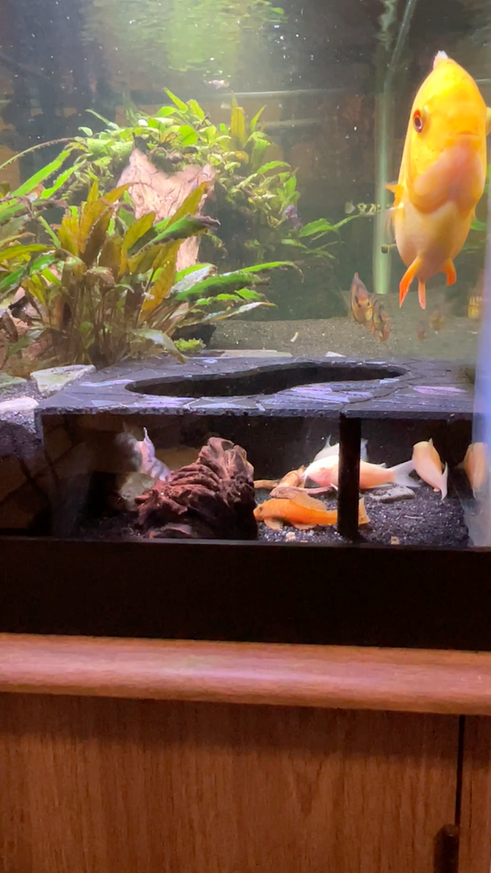 Fish Hide Fish Cave Reptile Hide 2 Sizes 2 Colors Available FREE ...