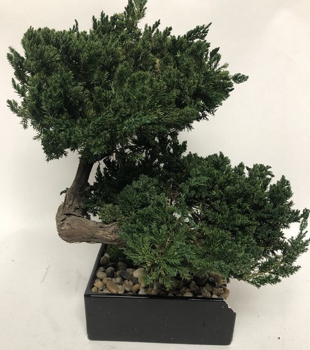 Bonsai Boy p1320 Monterey Juniper Double Trunk Preserved Bonsai Tree | eBay