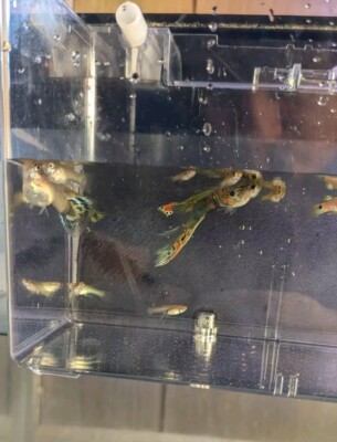 10 MIXED FANCY MUTT GUPPIES MIXED SIZES | eBay