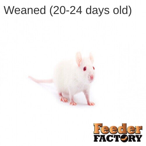 Frozen Feeder Rats - SAVE ON SHIPPING WITH MULTIPLE PACKS! - 9 ...