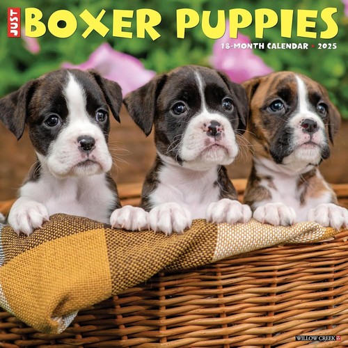 BOXER PUPPIES - 2025 WALL CALENDAR - BRAND NEW - 41932 | eBay