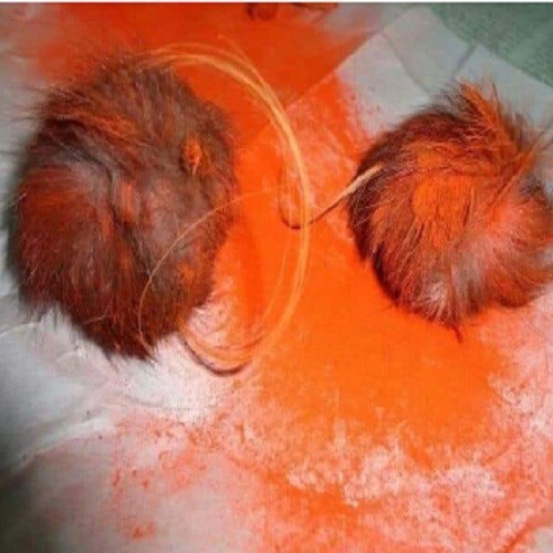 Ritual Wicca Pagan Jackal Horn 2 Black Siyar Singhi ( Male + Female) | eBay