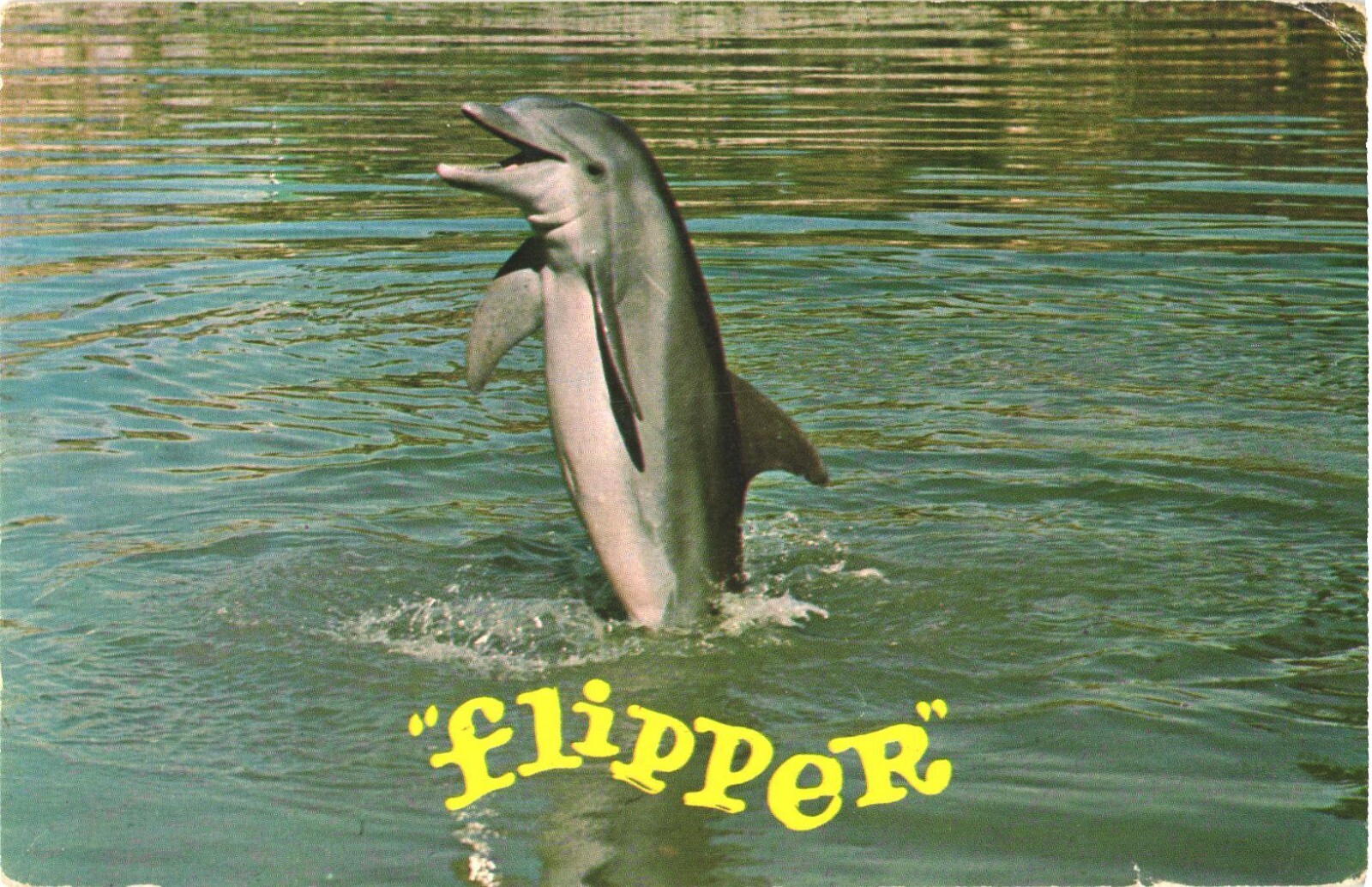 Flipper, Star of Ivan Tors MGM TV Program Miami's Fabulous Seaquarium ...