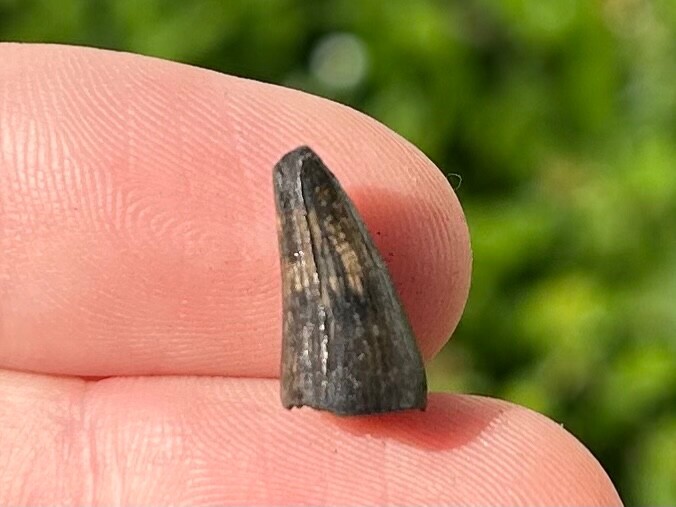 Florida Fossil Gator Tooth Alligator 0.5” Pleistocene Age Reptile NICE ...