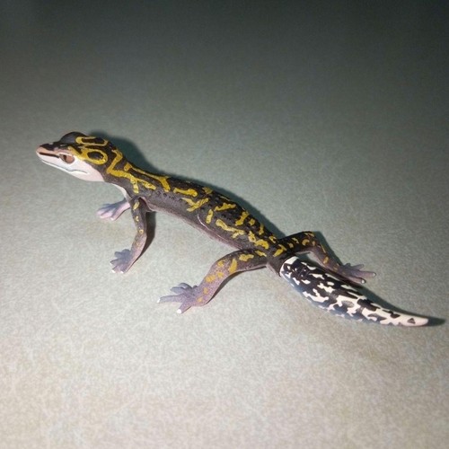 Madara Lizard Gecko Chocolate Egg Gachapon Mini Figure | eBay