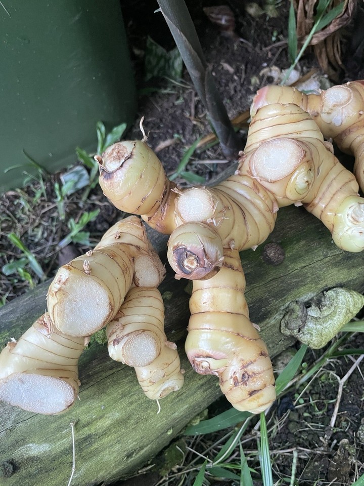 2 Fresh Thai Ginger Roots Galangal Hawaii Grown Rhizomes Spicy Asian ...