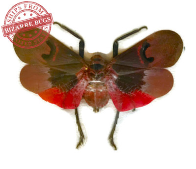 Lanternfly Lanthorn Fly Scamandra collaris Real Insect Spread | eBay