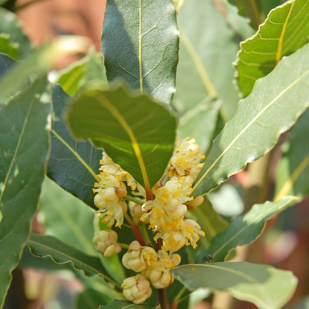 Suttons Bay Laurus Nobilis Garden Foliage Plant Evergreen Shrub 1 x 3 ...