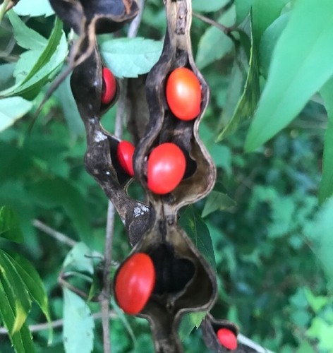 5 Seeds Erythrina CORAL /CHEROKEE BEANS - Florida Hummingbird Wild ...