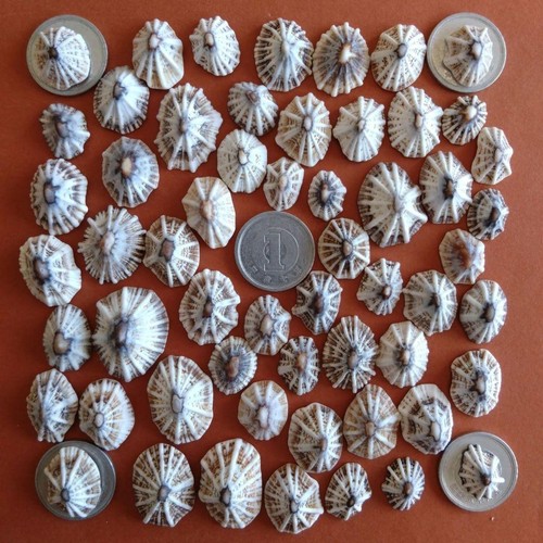 Limpets white Natural Sea Shells From Japan | eBay