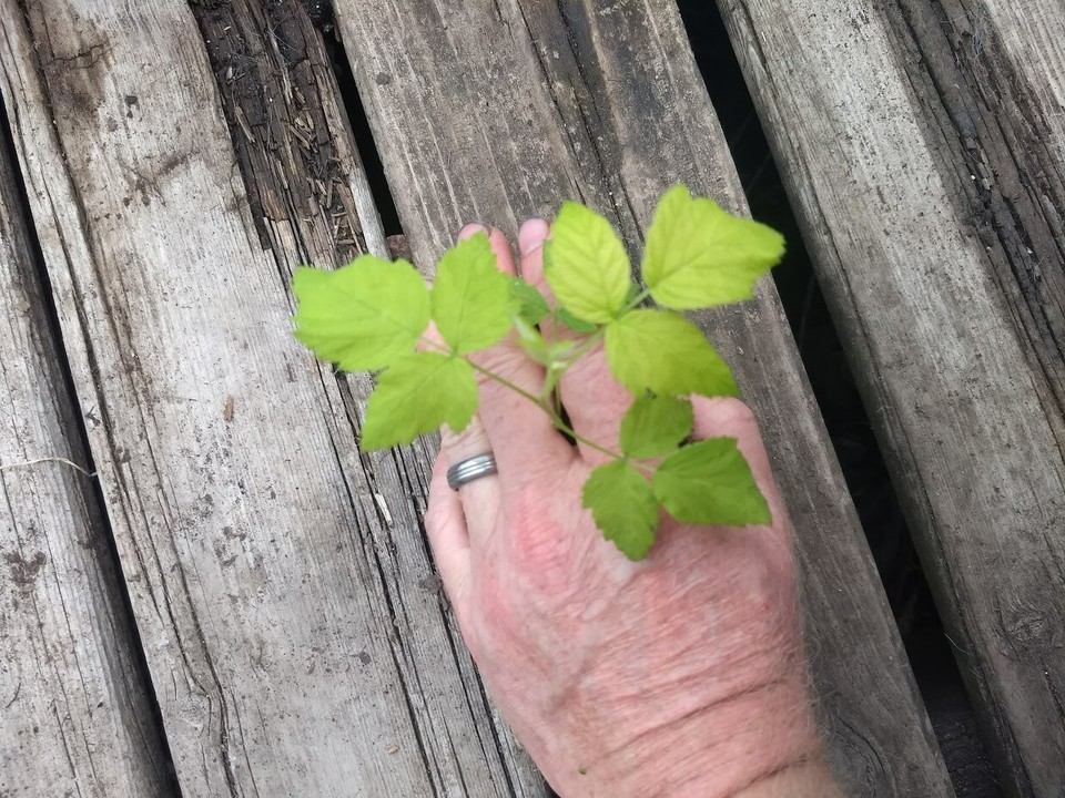 1 Ohio Treasure black raspberry plant Everbearing. Zones 3-8 Not ...