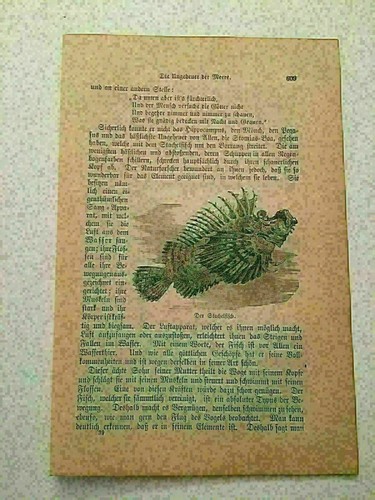 KP22) Prickly Fish Poisonous Fish Catfish 1887 German Engraving 609 | eBay