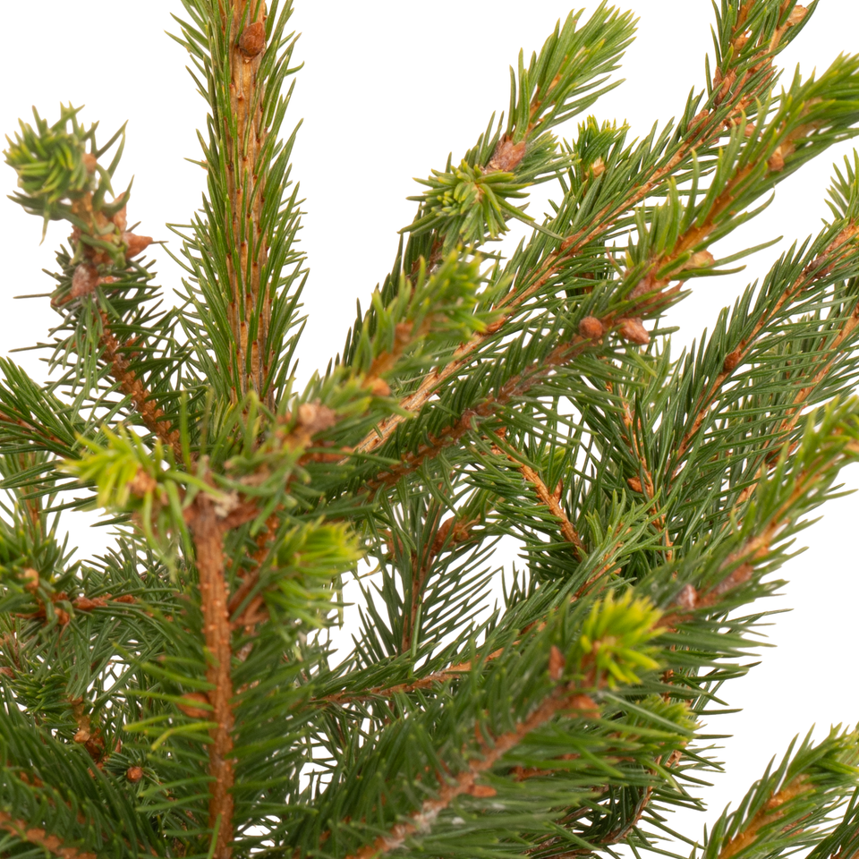Norway Tabletop Pot Grown Christmas Tree Real Live Fresh Living Potted ...