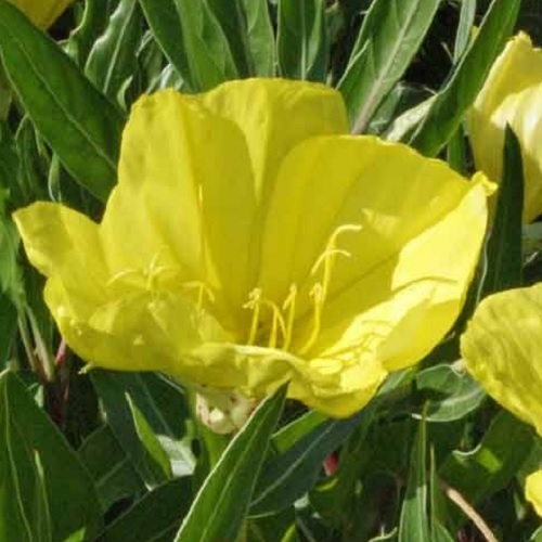 Oenothera macrocarpa / Dwarf Evening Primrose or Ozark Sundrops / 50 ...
