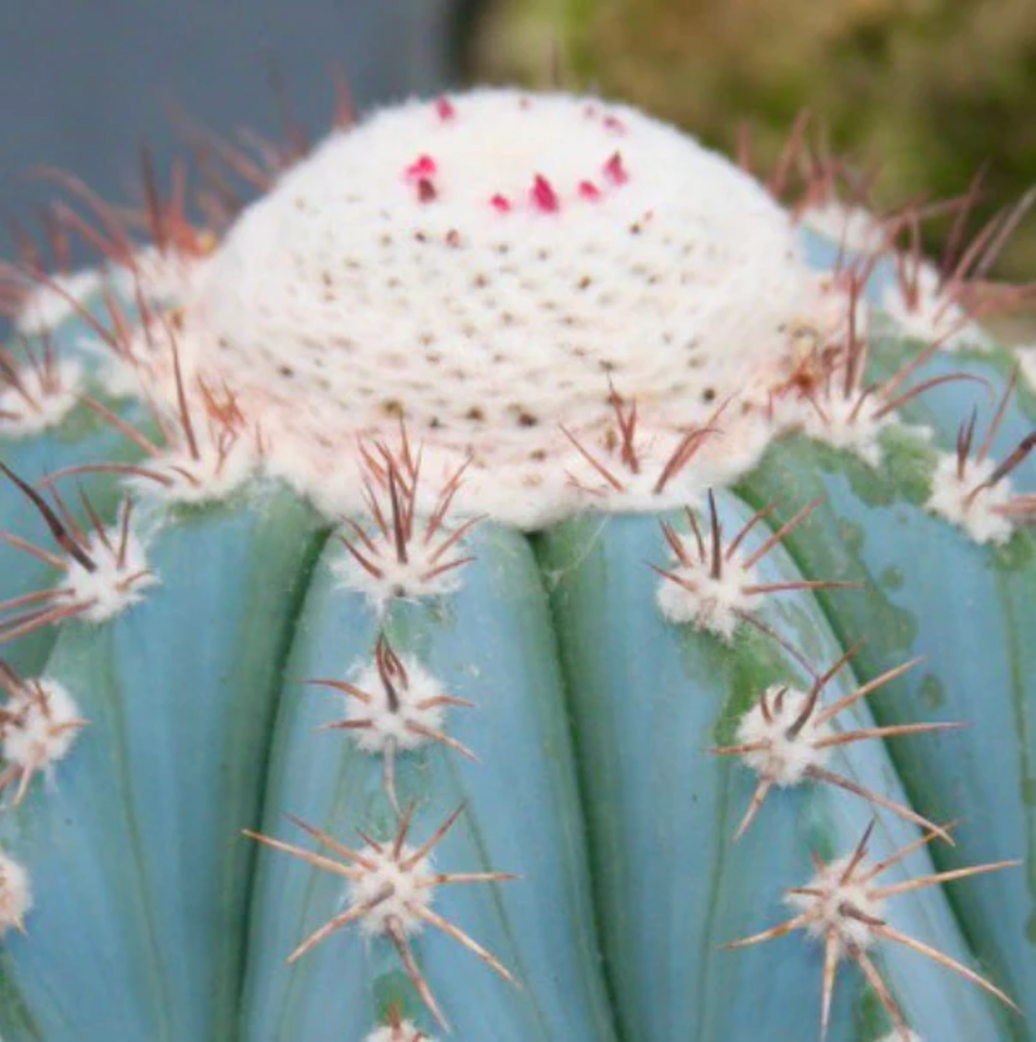 Melocactus azureus HU256 SEEDS - | eBay