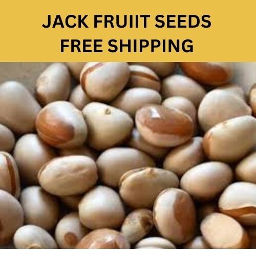 Seeds Jackfruit Fruit Tropical Tree Flower Largest seeds 2kg Fresh Jack ...
