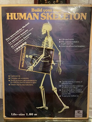 Taschen build your human skeleton rare papercraft 3d | eBay
