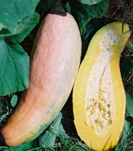 Squash Pink Banana Jumbo Garden Heirloom Vegetable 100 Seeds | eBay