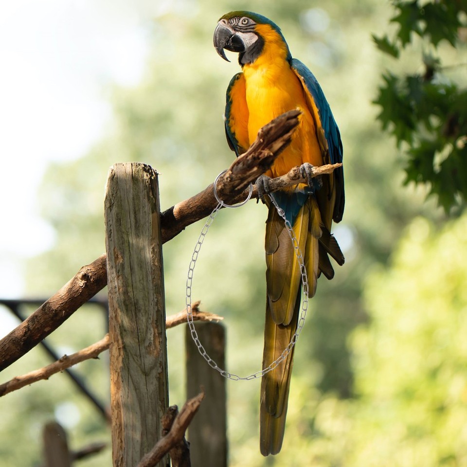 Bird Foot Jewelry Parrot Chain for Macaw Cage Birds Lock Anklet Leash ...