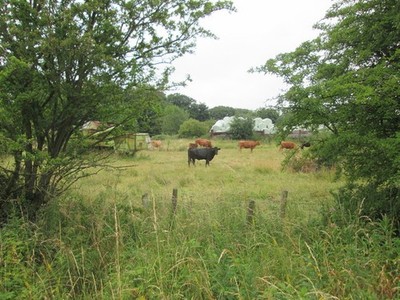 Photo A2 Cattle at Allberries Farm Foggathorpe From Bubwith Rail Trai ...
