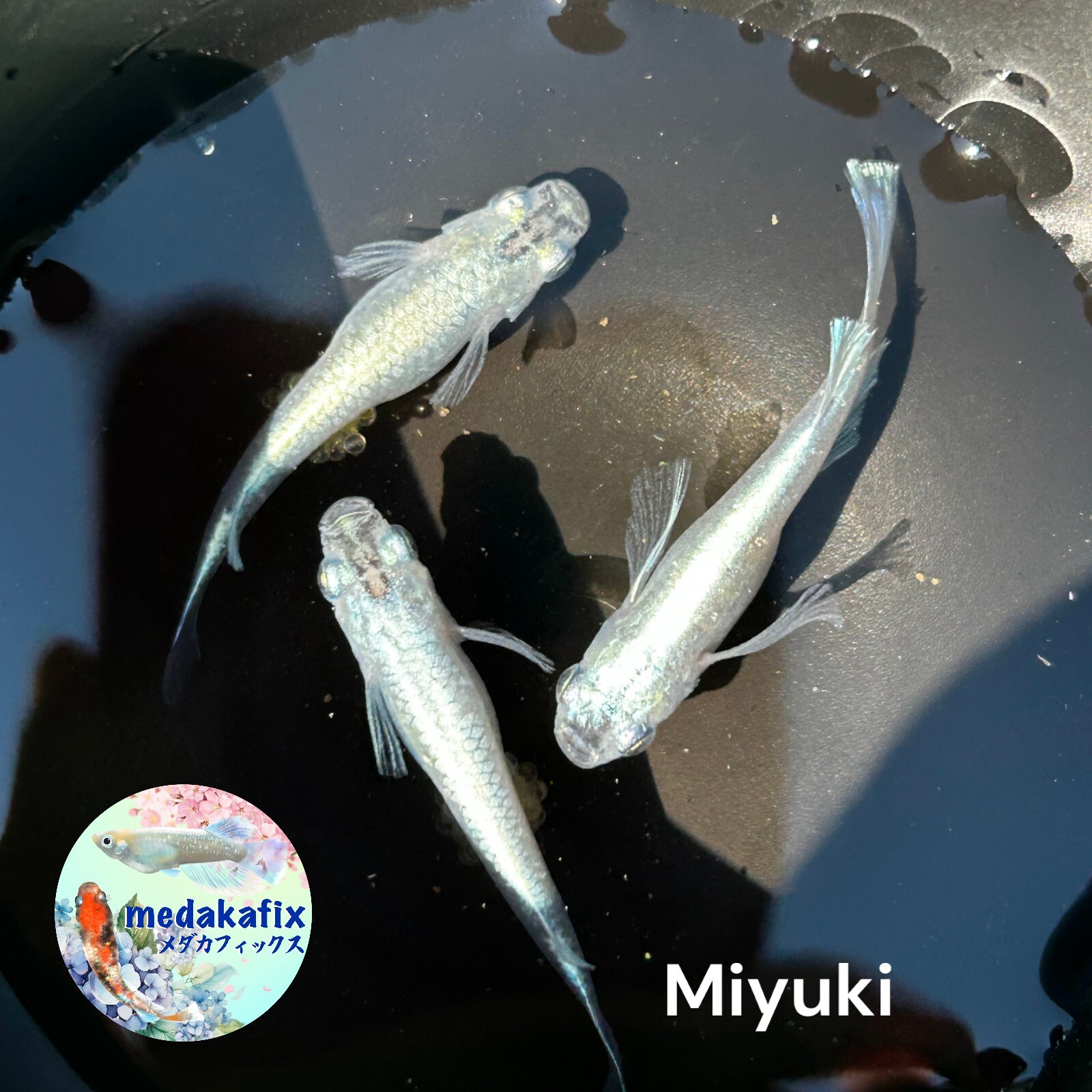 [LIVE FISH] Miyuki Medaka Rice Fish 4+1 (DOA) Young Adult Sized US Bred ...